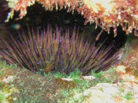Heliocidaris erythrogramma
